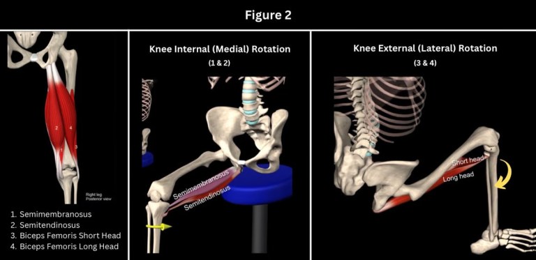 An Anatomical Secret to Effective Leg Curls! – Dr. Gains