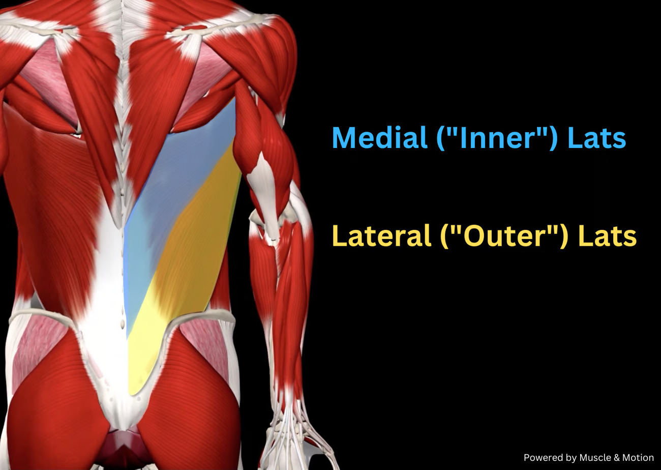 How to Build the “Inner” & “Outer” Lats – Dr. Gains