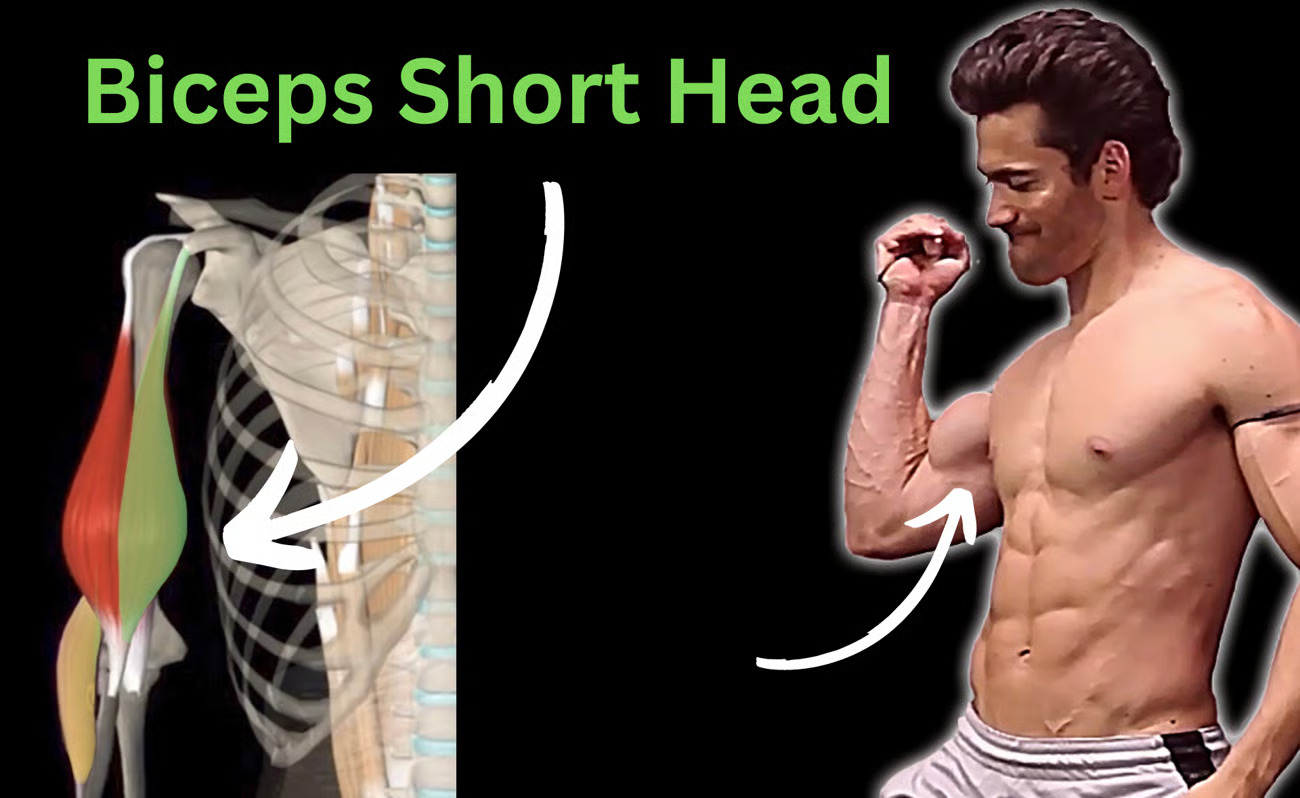 Targeting Biceps Height, Width & Length – Which Head Does Which? – Dr ...