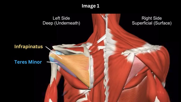 The Key to Strengthening the Rotator Cuff!(Teres Major vs Infraspinatus ...