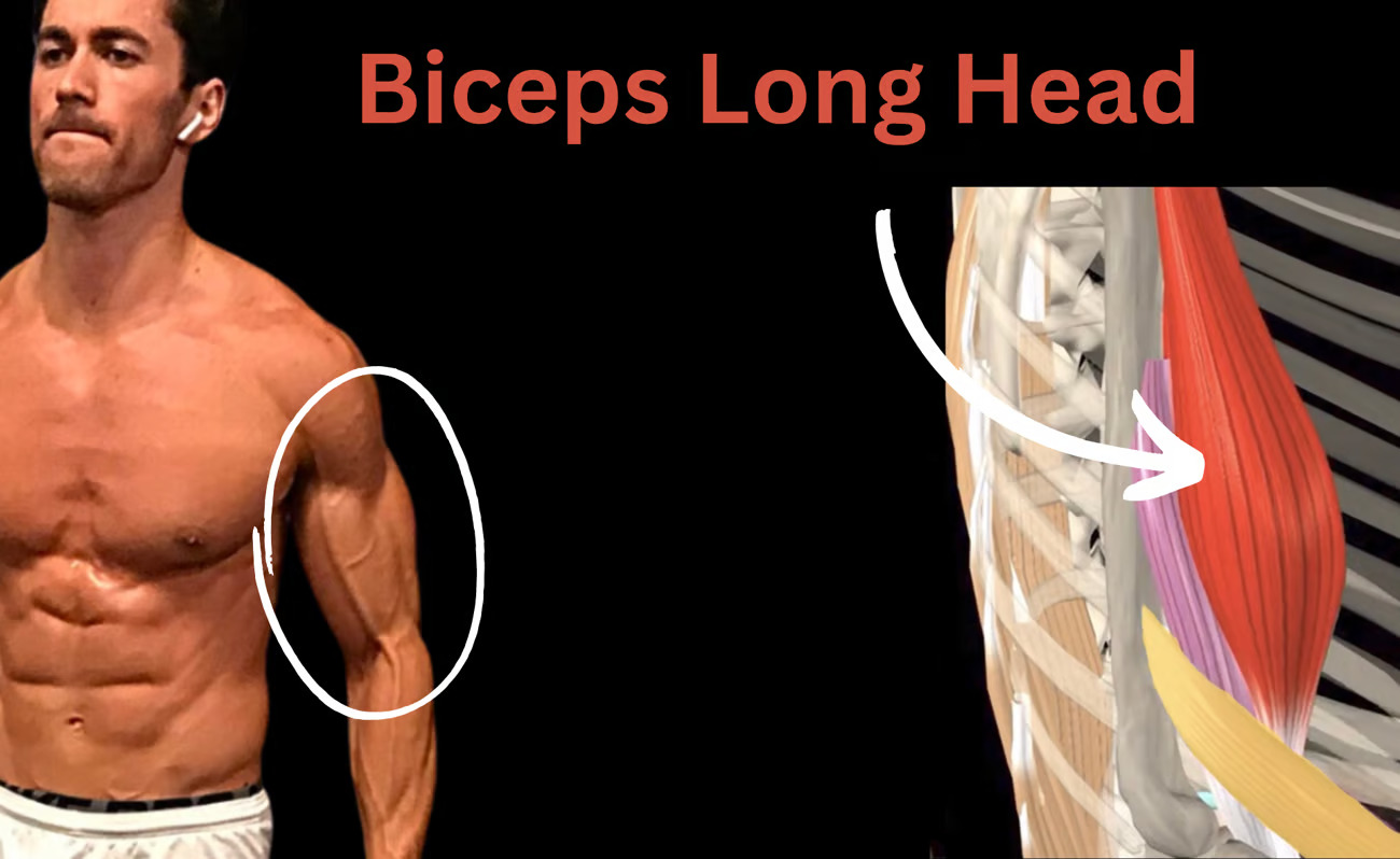 Targeting Biceps Height, Width & Length – Which Head Does Which? – Dr ...