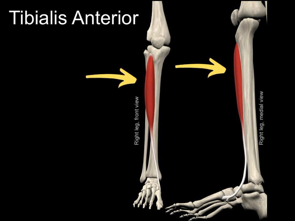 Underrated & Underworked Muscle: The Tibialis Anterior! – Dr. Gains