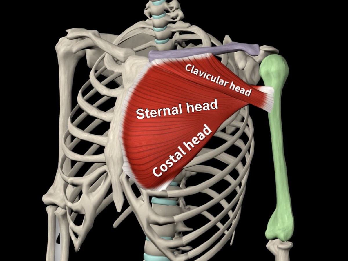 Muscle Fiber Type-Specific Training: The CHEST (Pectoralis Major) – Dr ...