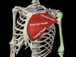 Muscle Fiber Type-Specific Training: The CHEST (Pectoralis Major) – Dr ...