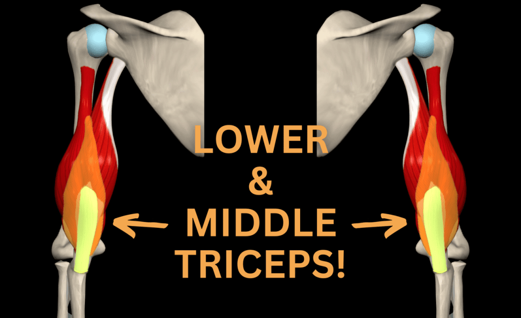 Muscle Fiber Type-Specific Training: The Lower & Middle Triceps ...