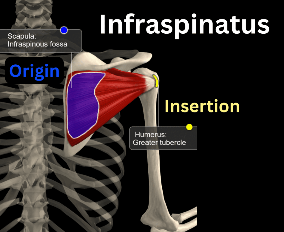 Underrated & Underworked Muscle #8: The Infraspinatus! (A Rotator Cuff ...