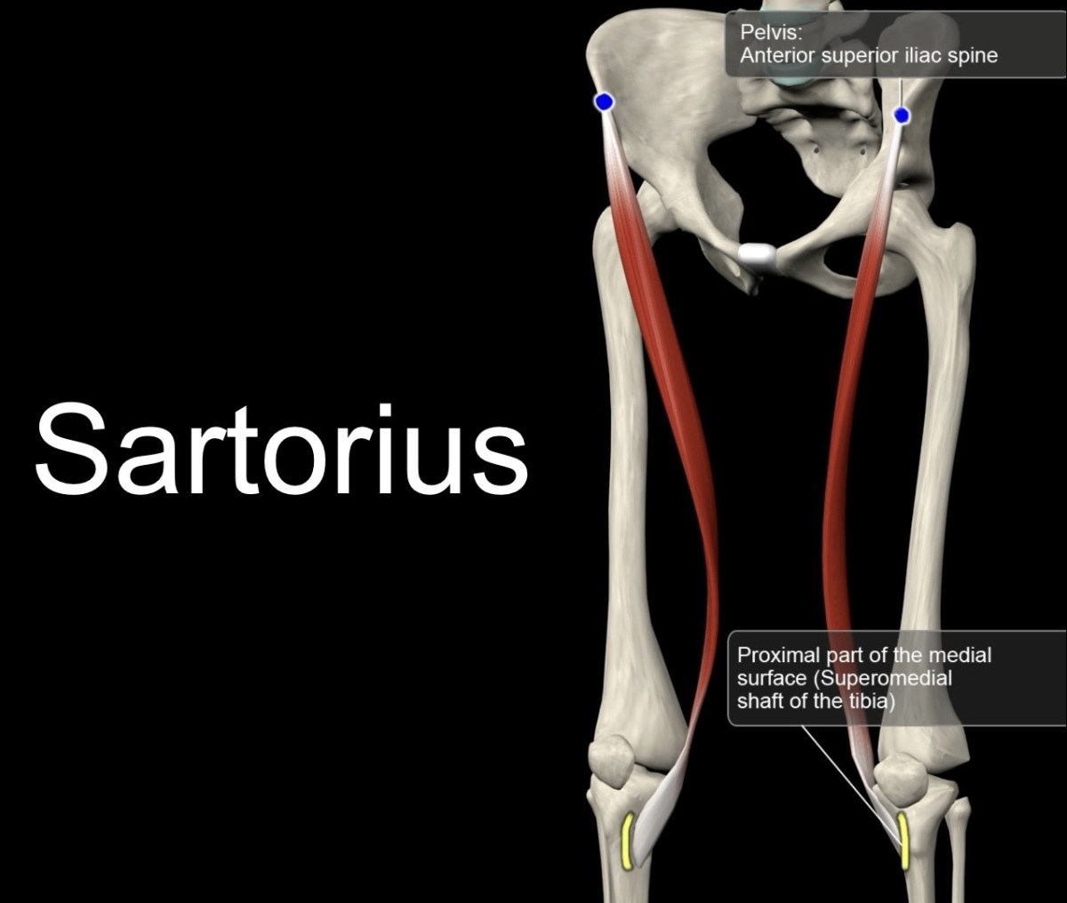 Underrated & Underworked Muscle #4: The Sartorius! – Dr. Gains