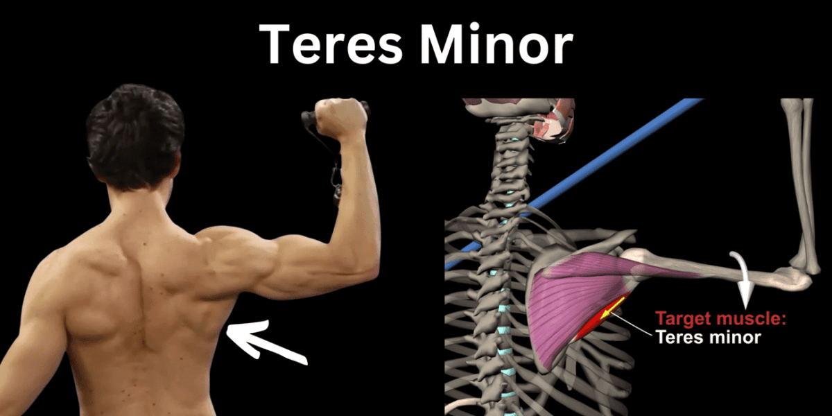Underrated & Underworked Muscle #9: Teres Minor! (A Rotator Cuff Muscle ...