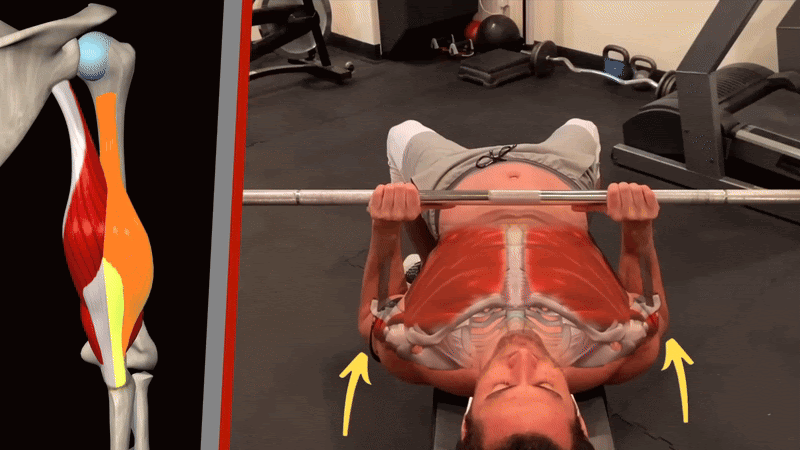 Regional Triceps Hypertrophy Training (Long vs Lateral vs Medial Heads ...