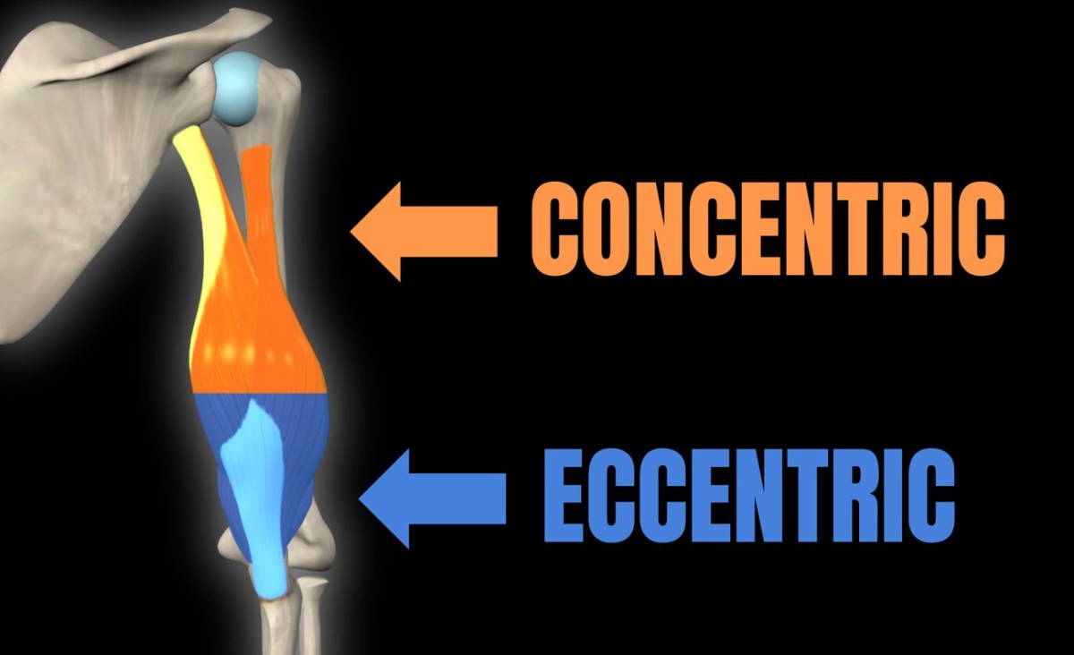 Concentric VS Eccentric Regional Hypertrophy Effects! – Dr. Gains