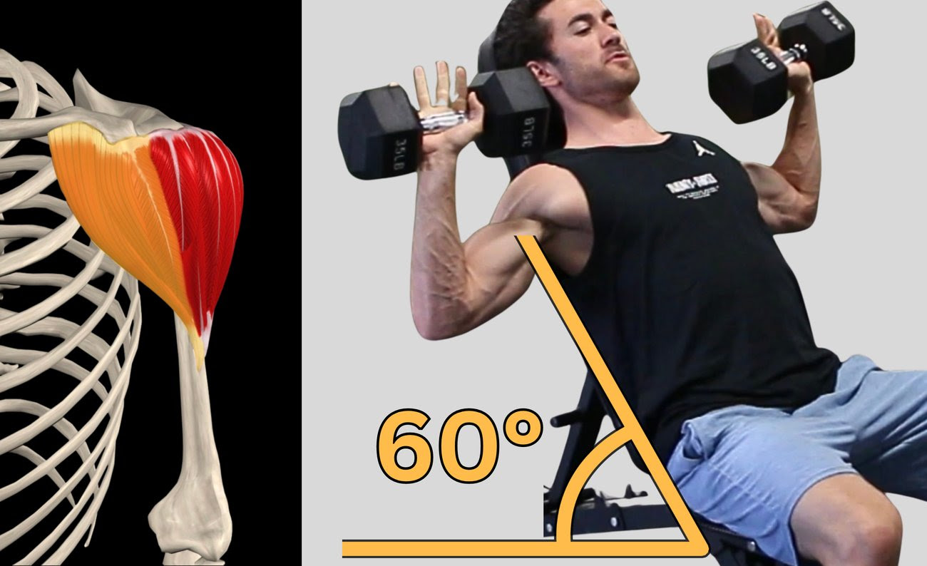 The Optimal Incline Press Angles for UPPER CHEST vs FRONT DELT – Dr. Gains