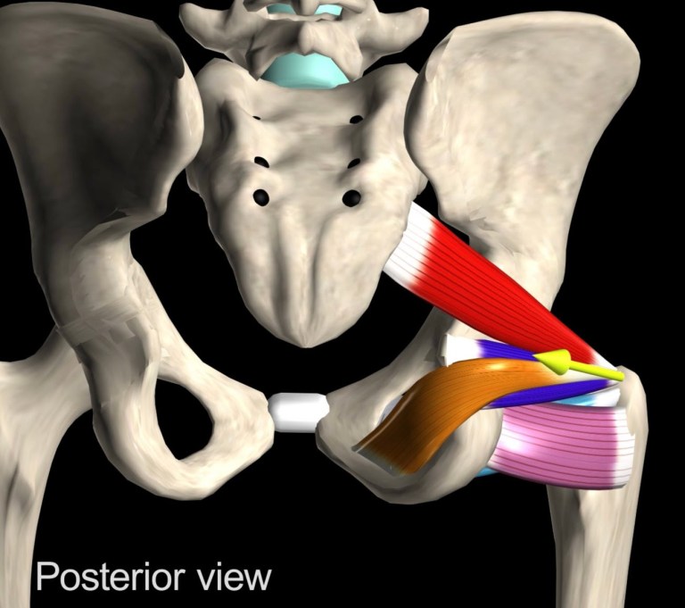 Muscle Activation of Hip Abduction VS Hip External Rotation – Dr. Gains